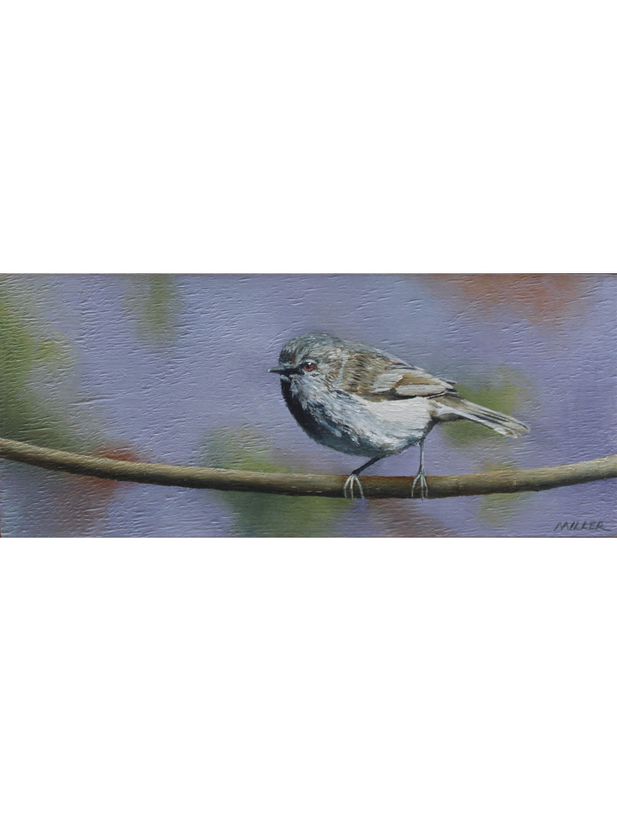 Grey Warbler - Riroriro – Gallery 33 New Zealand